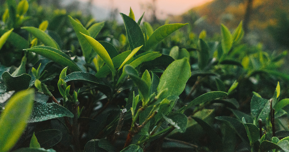 Tea and Instant Tea Extraction by Separators and Decanters